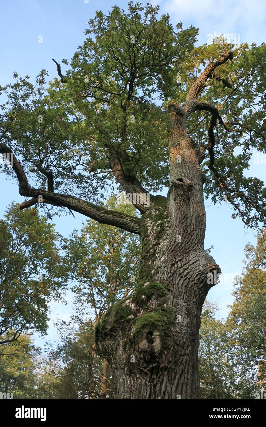 mighty giant oak tree Stock Photo - Alamy