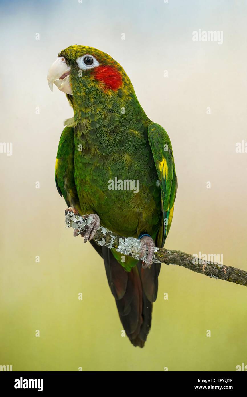 Hoffmanns conure hi-res stock photography and images - Alamy