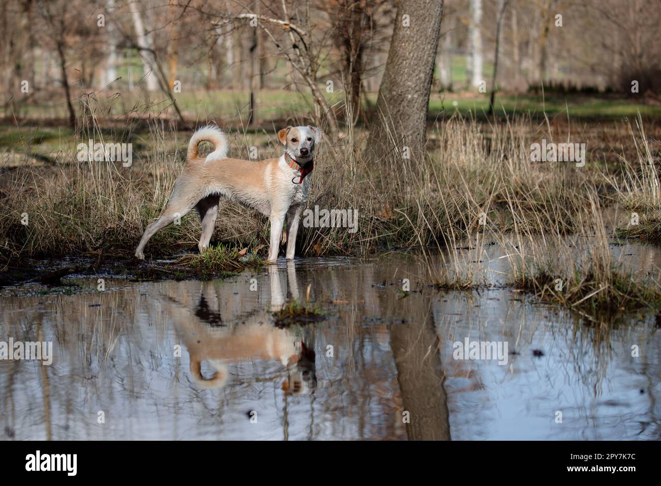 Beautiful portrait of a crossbreed female dog and her reflection in the ...