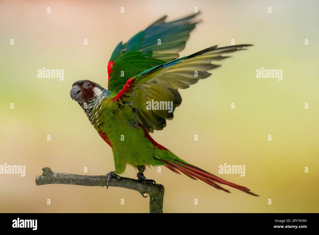 Maroon faced conure hi-res stock photography and images - Alamy