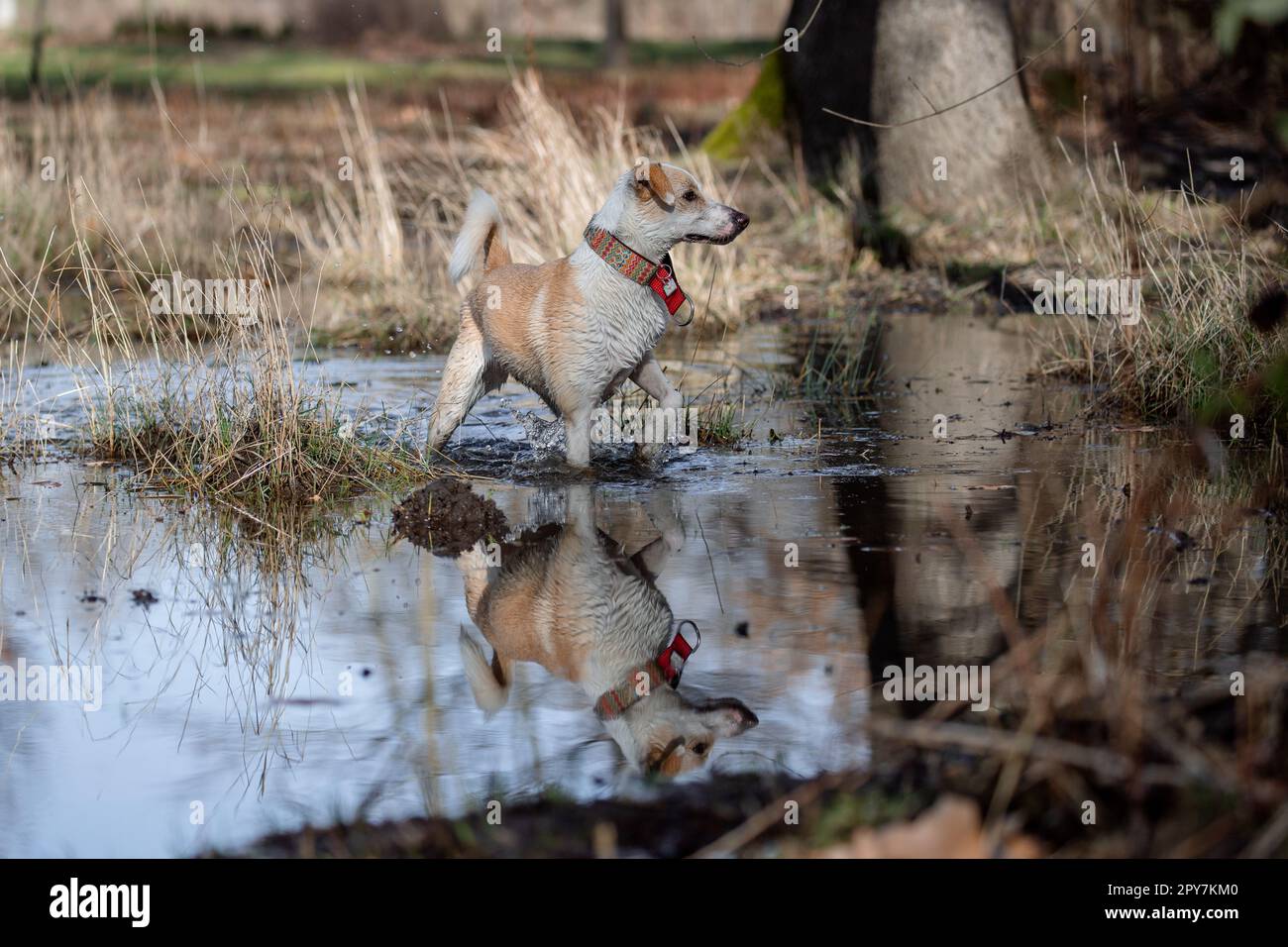 Beautiful portrait of a crossbreed female dog and her reflection in the ...