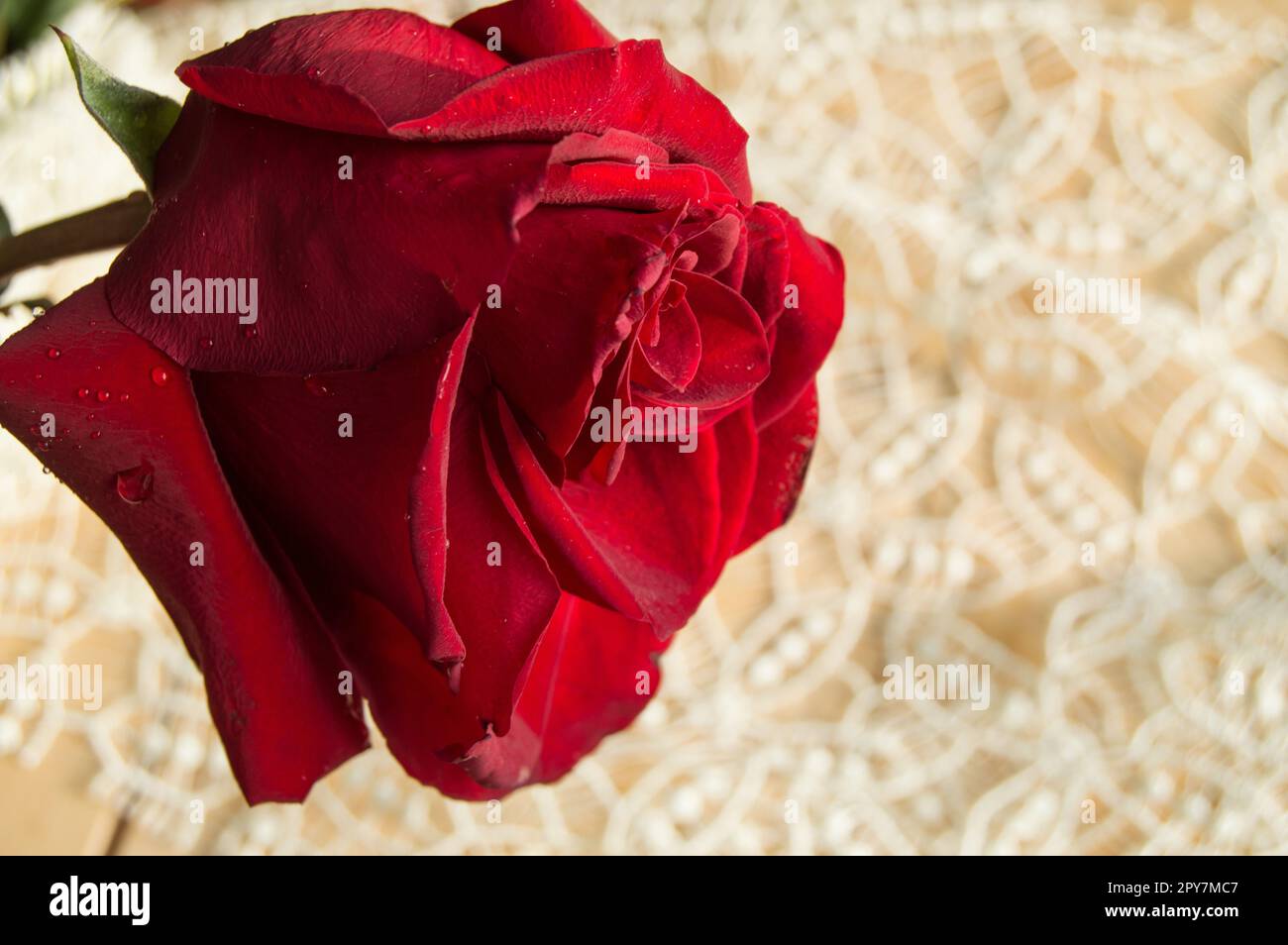 One red rose on a lace background, Valentines Day background, wedding ...