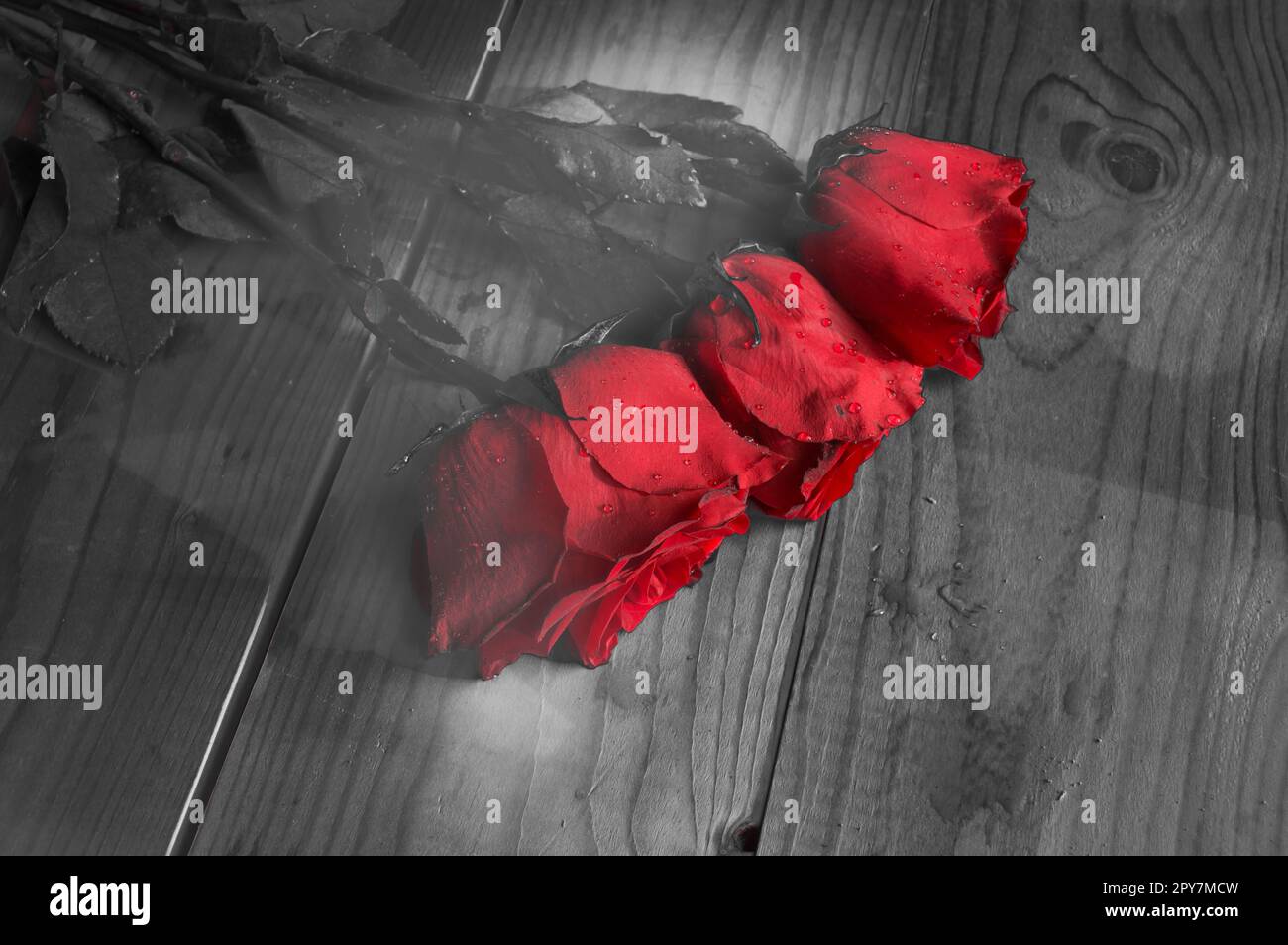 three red roses on grey background, vintage and fantasy Stock Photo - Alamy