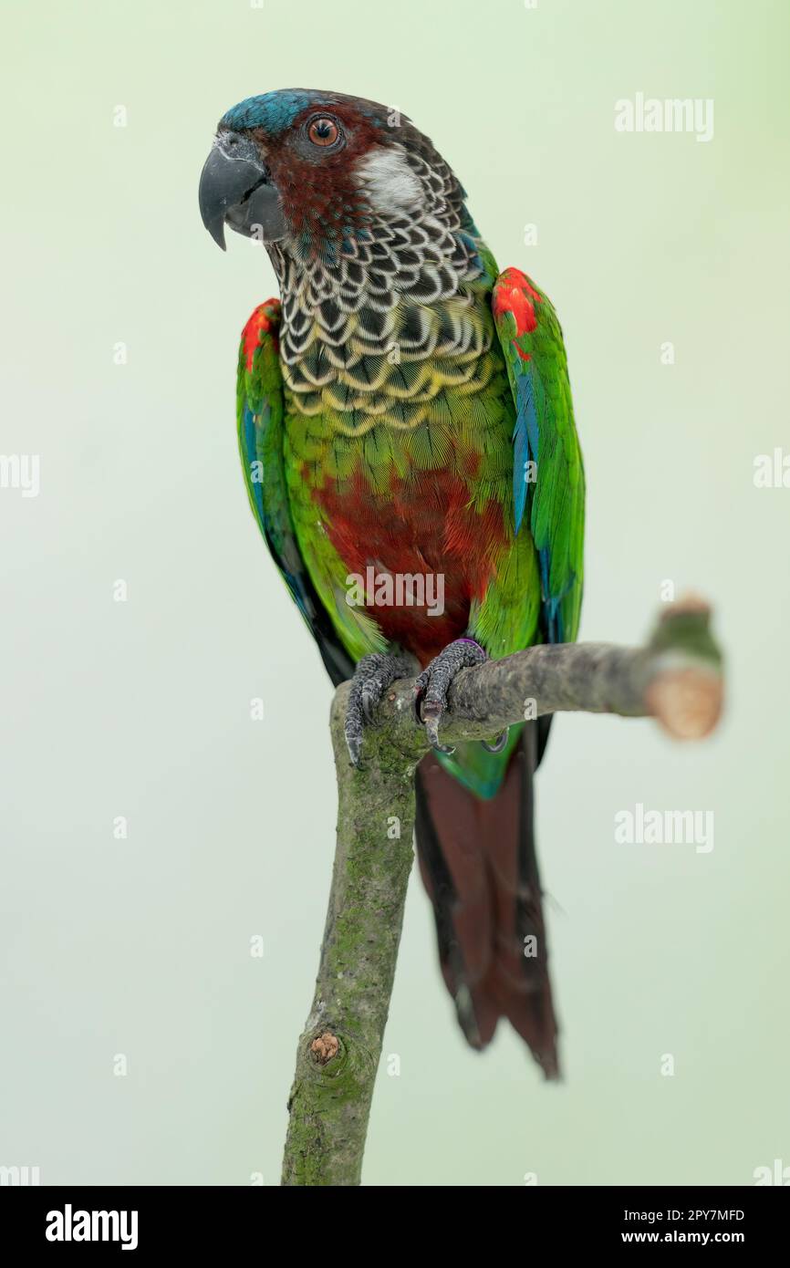 Blue winged parakeet hi-res stock photography and images - Alamy