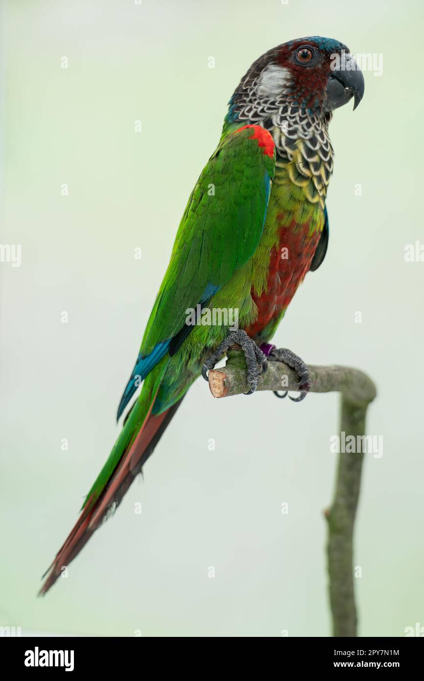 Blue winged parakeet hi-res stock photography and images - Alamy