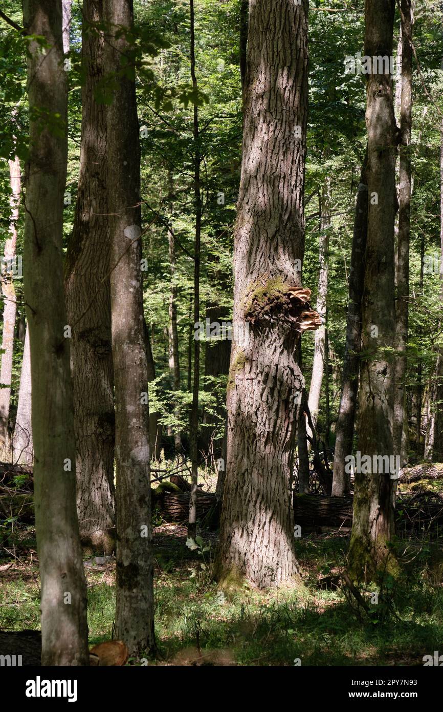 Old oak treee with fungi in summer sun Stock Photo - Alamy