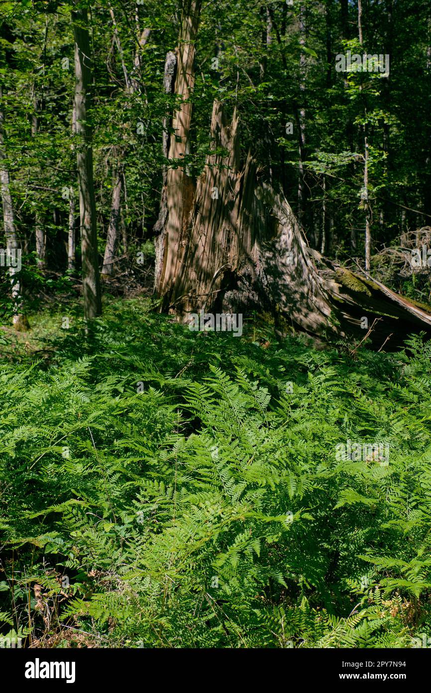 Bracken fern and tree stump Stock Photo - Alamy
