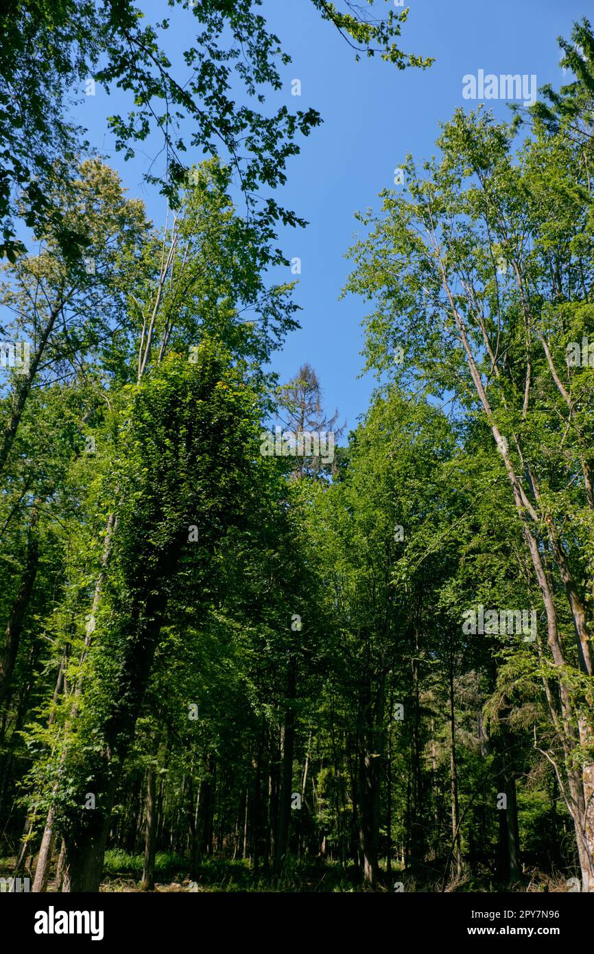 Upwards view deciduous tree stand in summer Stock Photo - Alamy