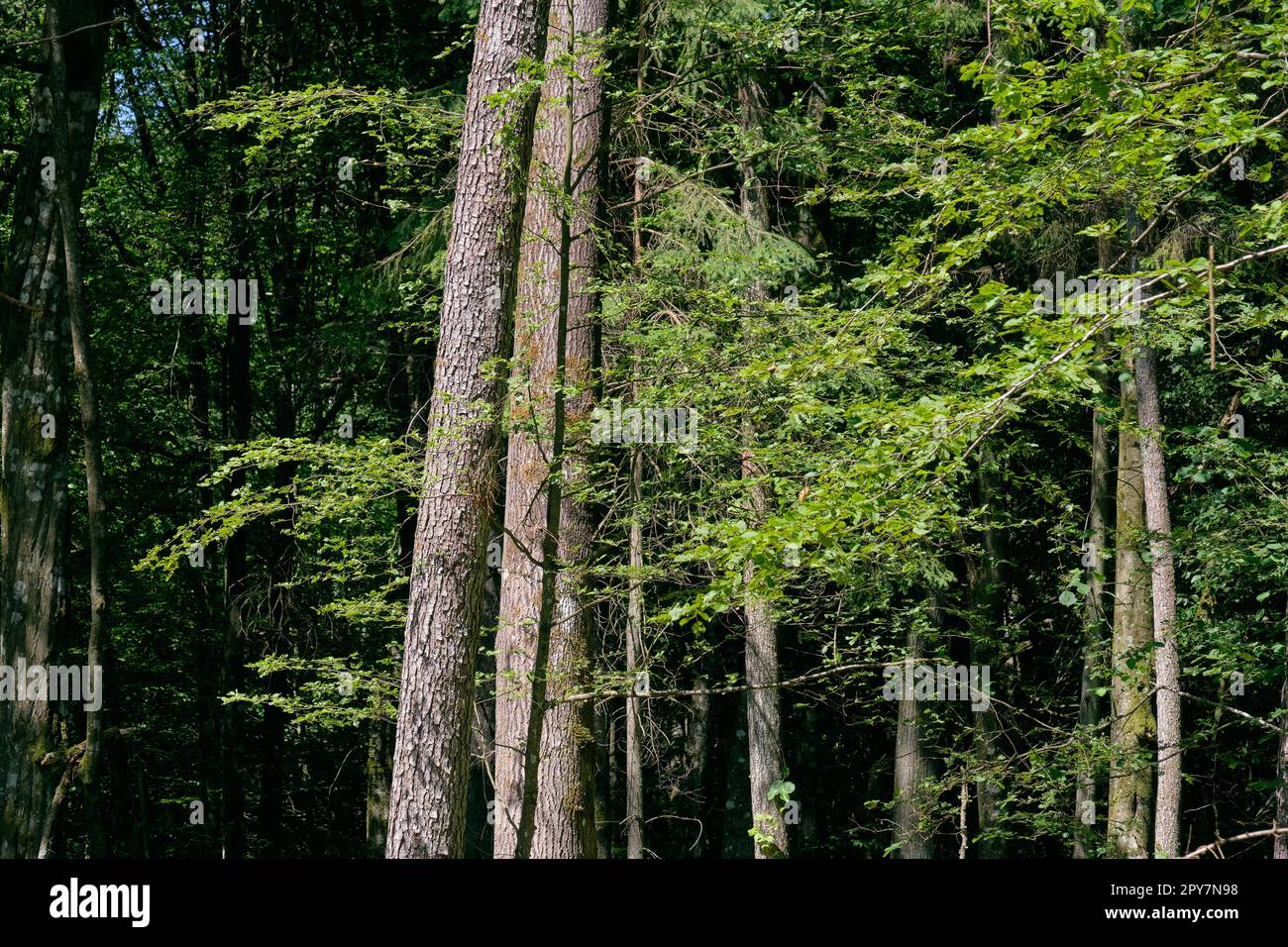 Summer deciduous plant hi-res stock photography and images - Alamy