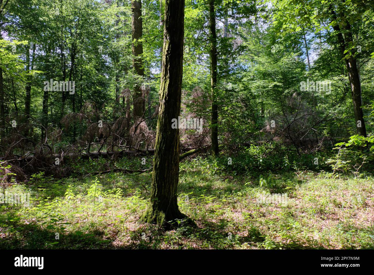 Old deciduous forest in summer midday Stock Photo - Alamy