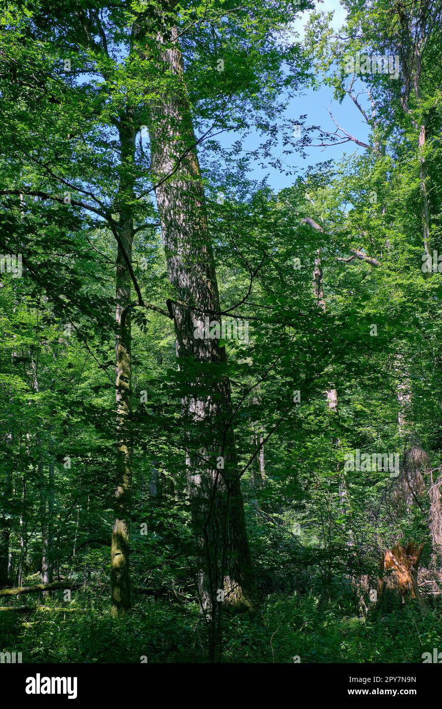 Old deciduous forest in summer midday Stock Photo - Alamy