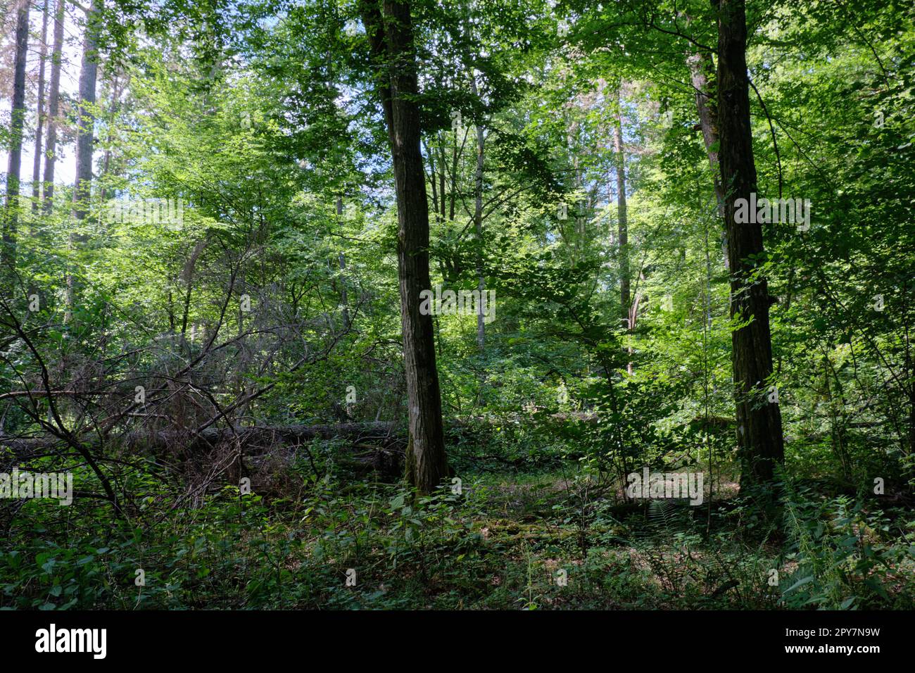Old deciduous forest in summer midday Stock Photo - Alamy