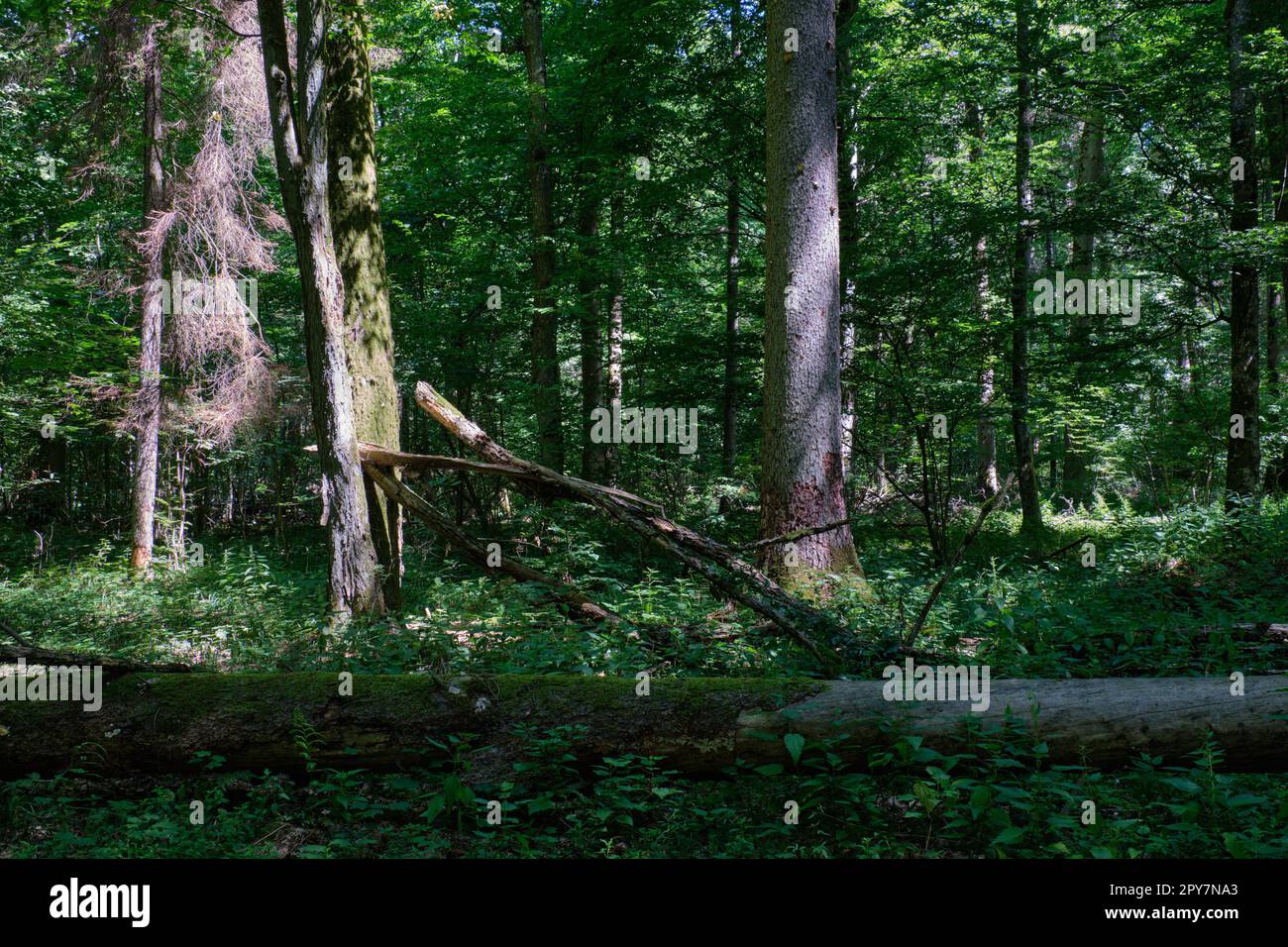 Shady deciduous tree stand with old hornbeam tree Stock Photo - Alamy