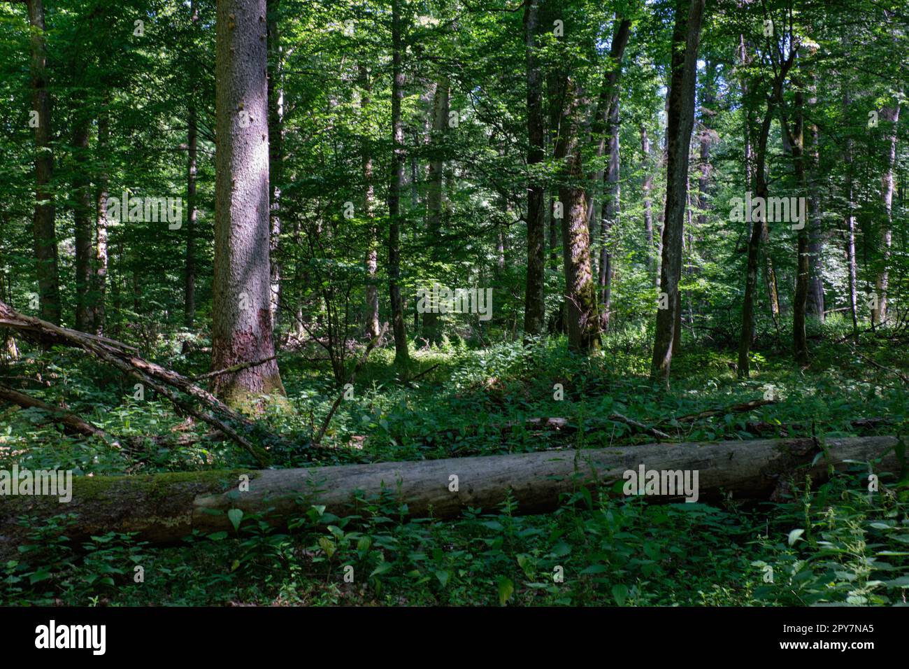 Shady deciduous tree stand with old hornbeam tree Stock Photo - Alamy