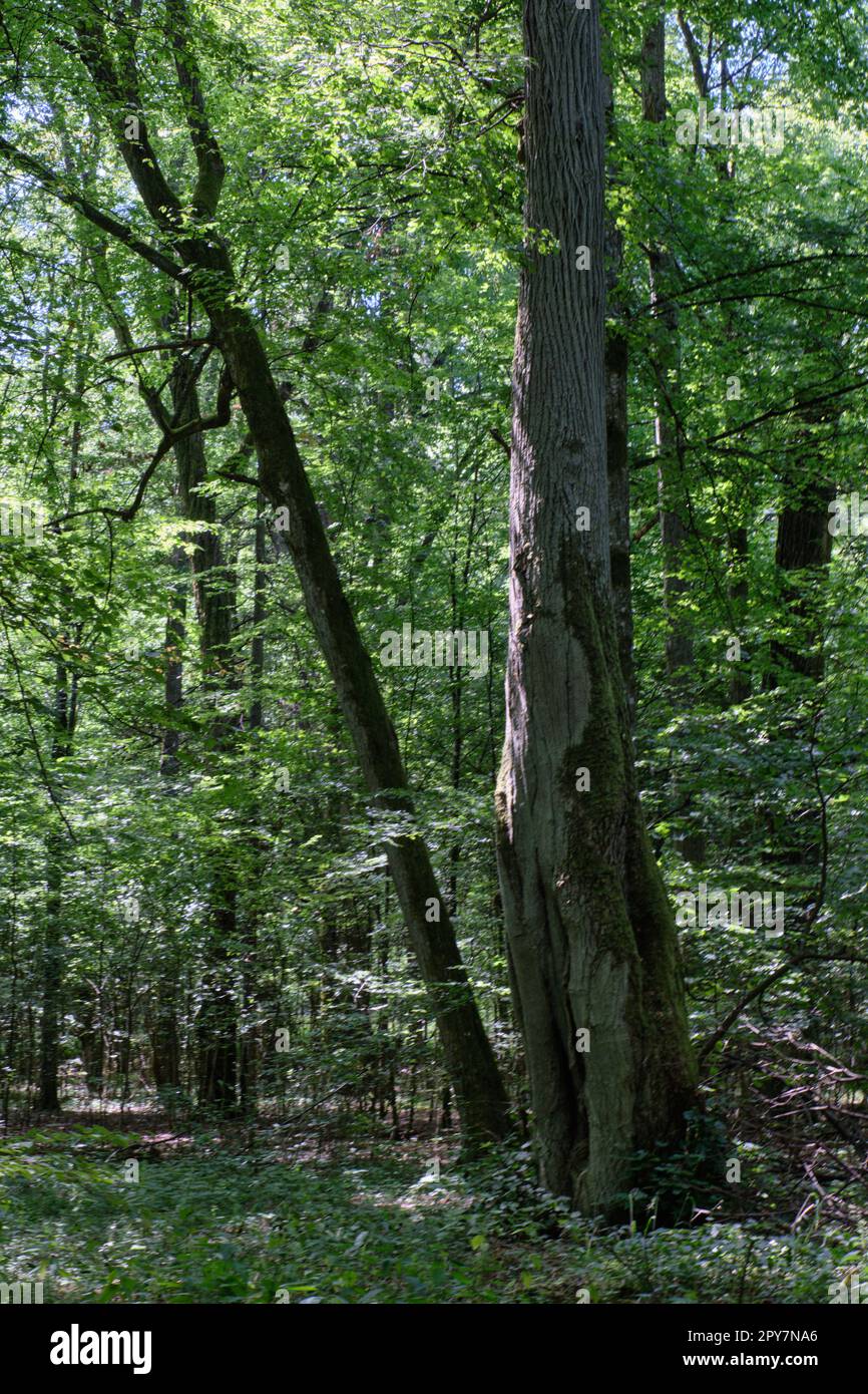 Old deciduous forest in summer midday landscape Stock Photo - Alamy