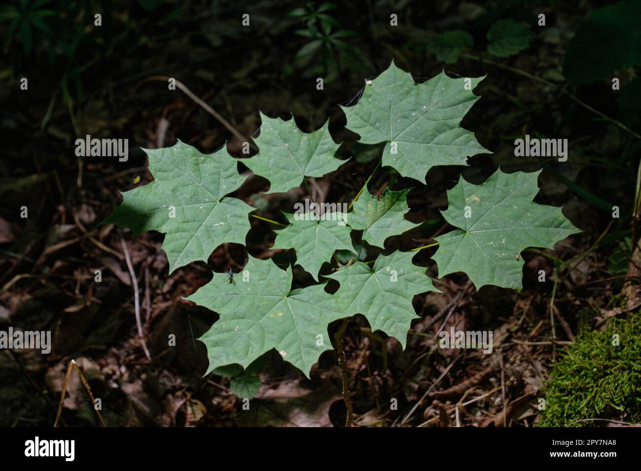 Maple tree seedlings in shadow Stock Photo - Alamy