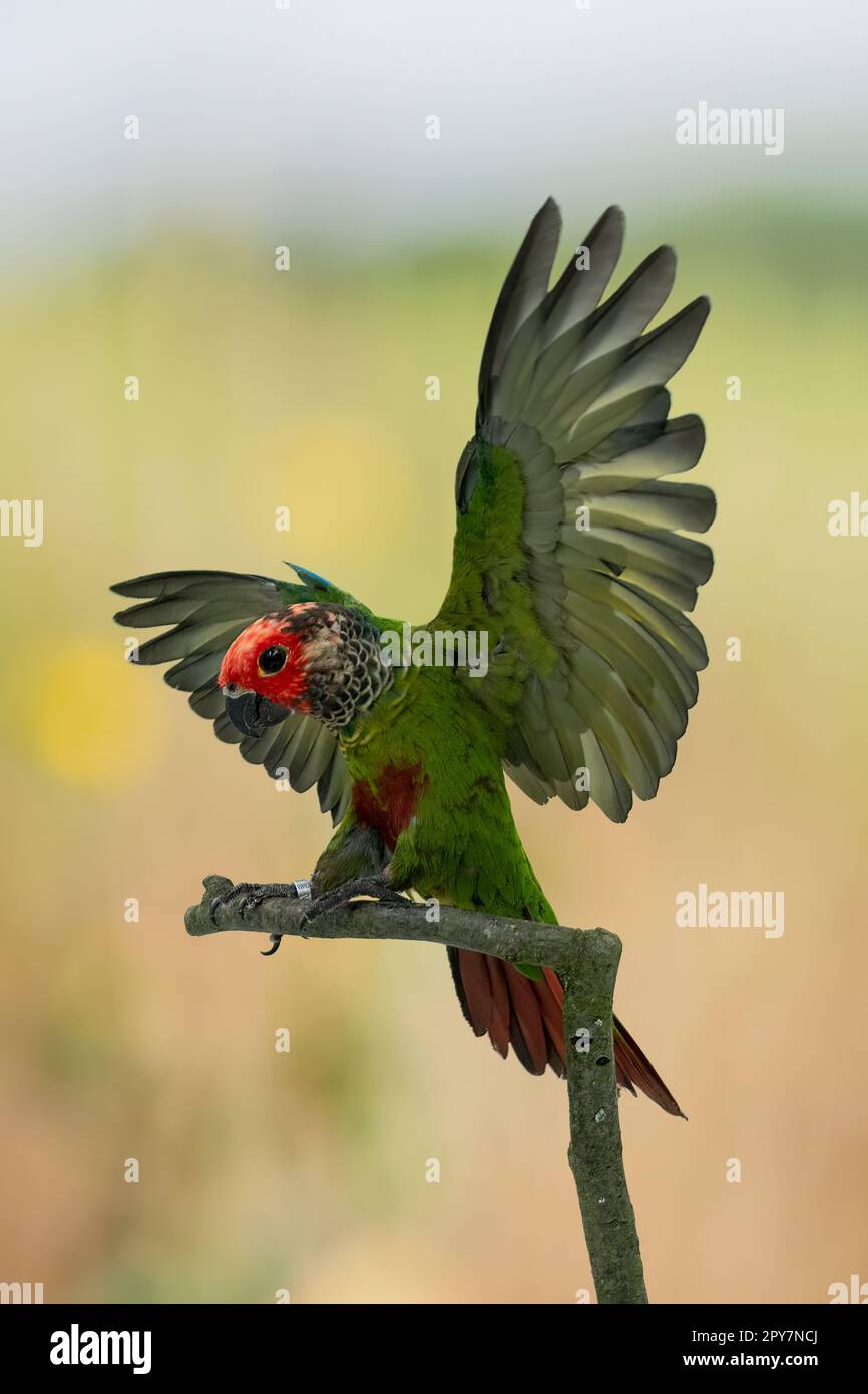 Rose fronted hi-res stock photography and images - Alamy