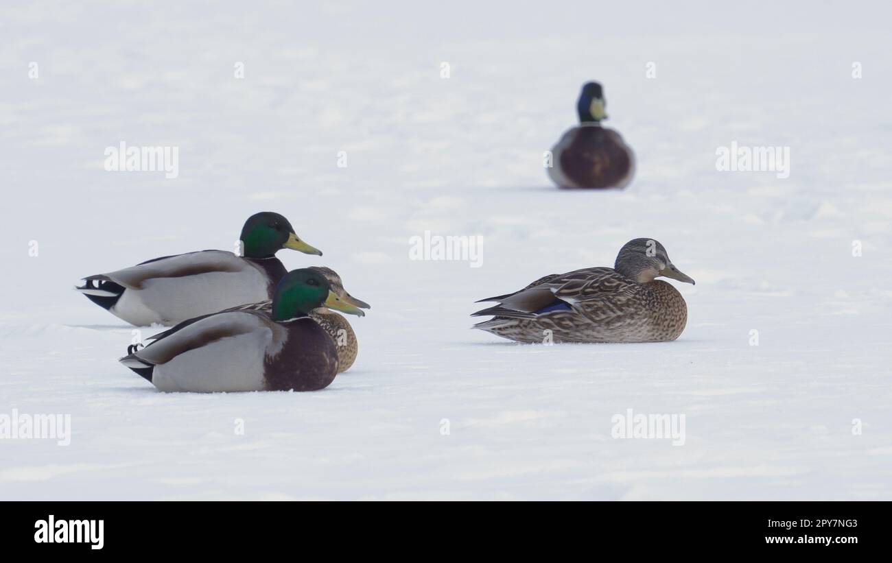 A group of wild mallards ducks and drakes roam and slide across the ice ...