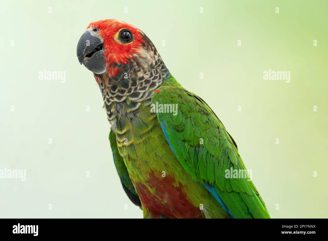 Igginosbirdpics hi-res stock photography and images - Alamy