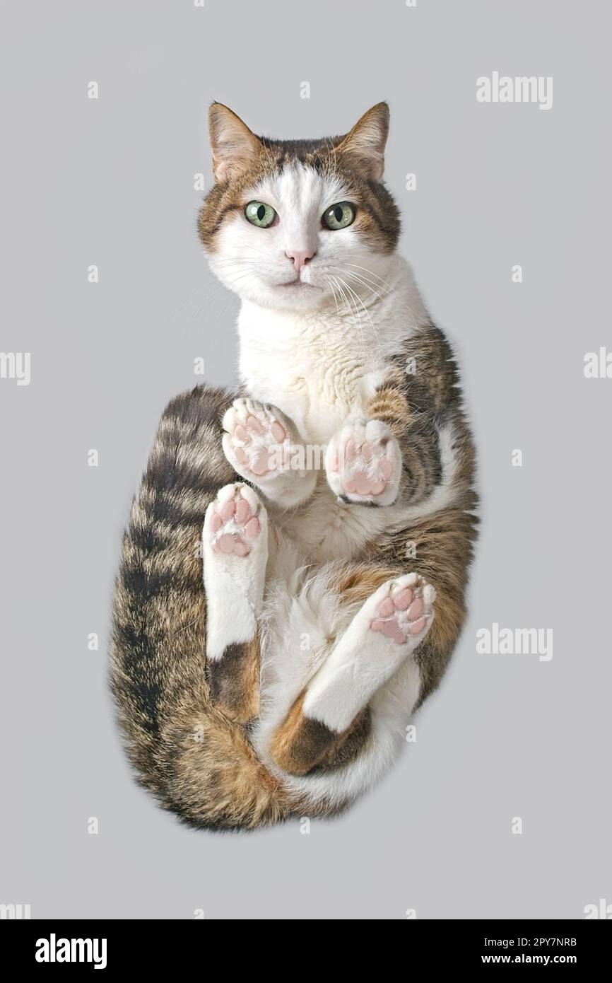 Tabby cat directly from below looking curious at camera. Vertical image ...