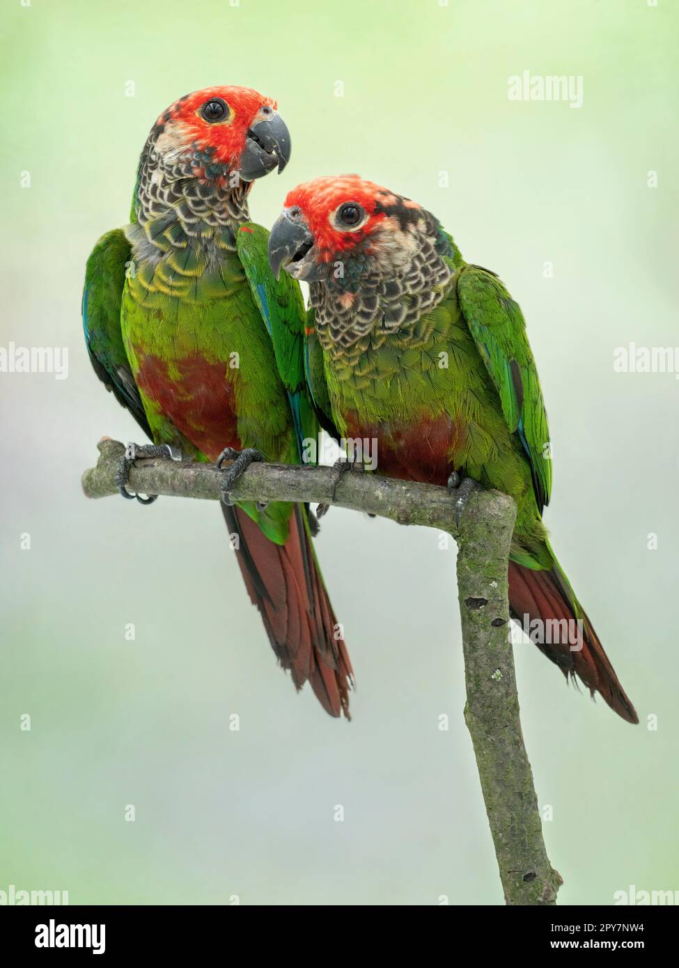 Rose fronted hi-res stock photography and images - Alamy