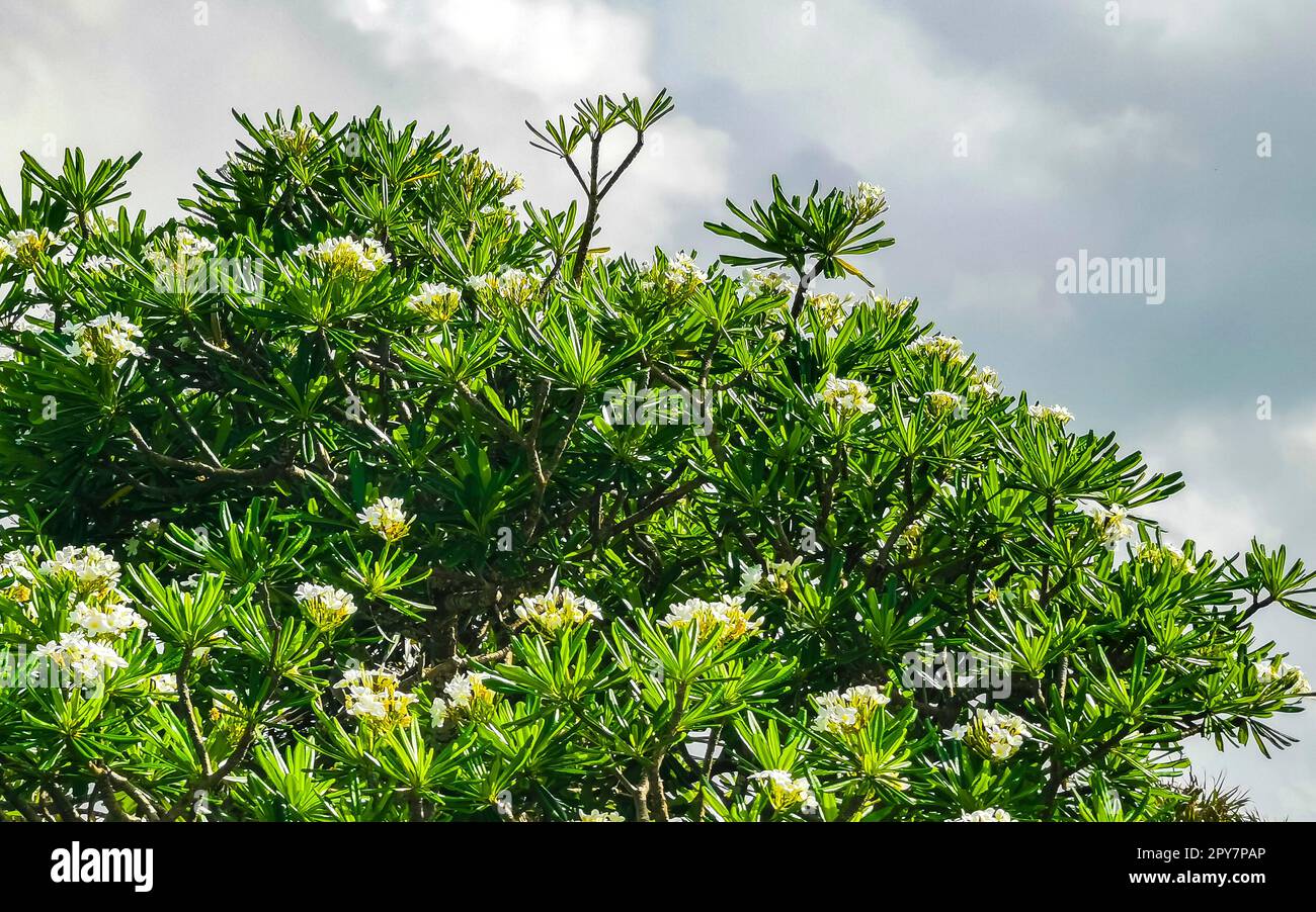 Tropical natural jungle forest palm trees Tulum Mayan ruins Mexico ...