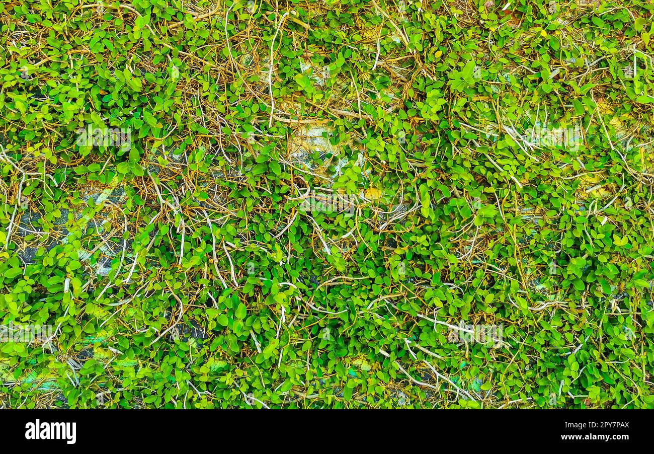 Wall completely full of tropical climbing plants in Mexico Stock Photo ...