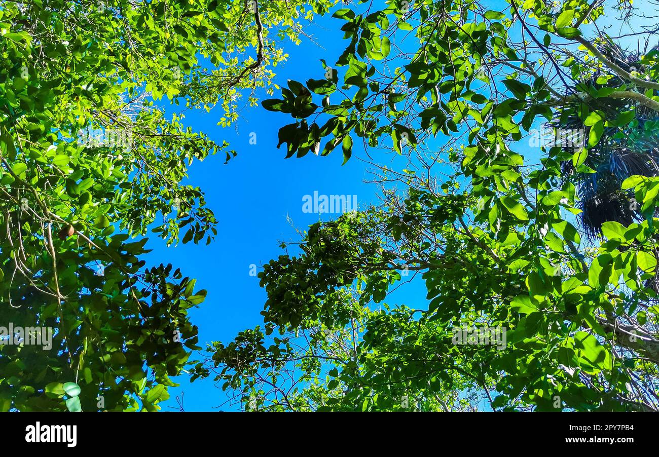 Tropical natural jungle forest palm trees Tulum Mayan ruins Mexico ...