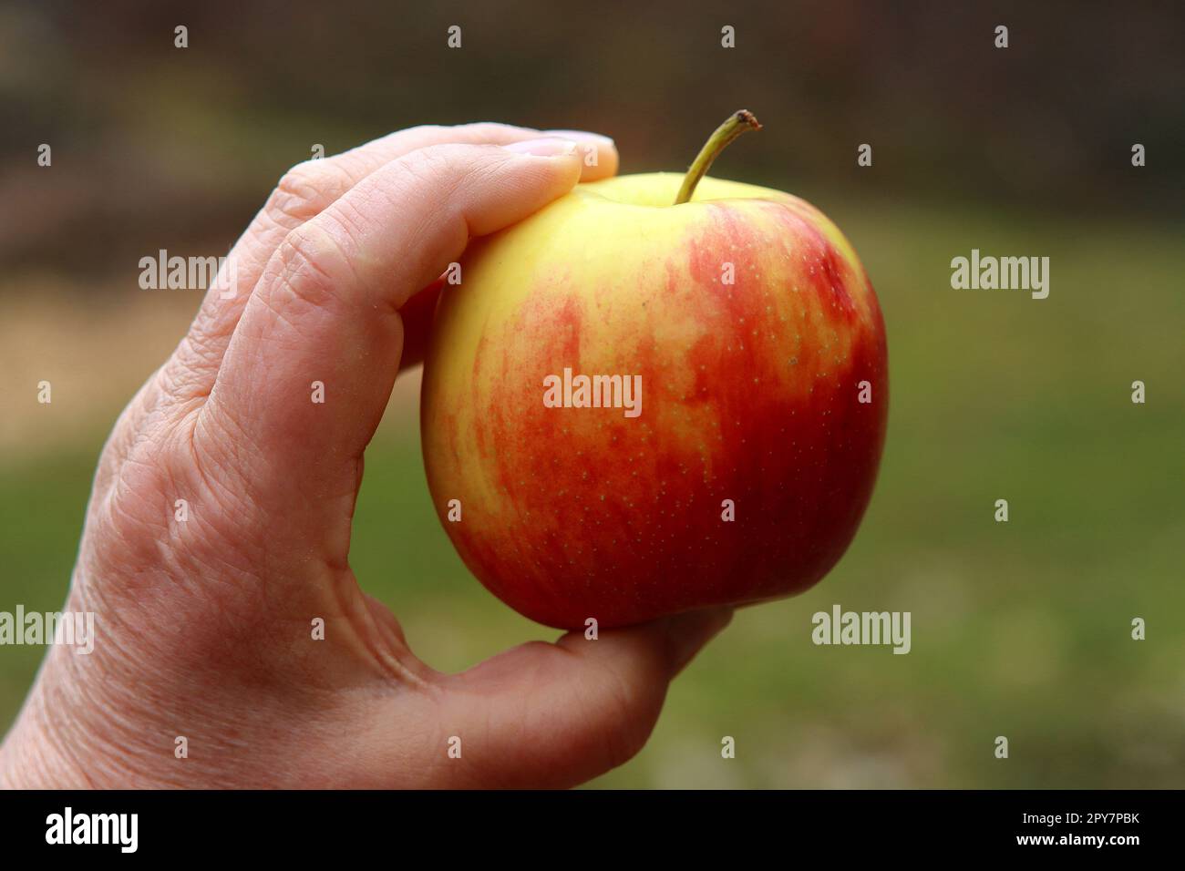 Juicy apple fresh from the tree Stock Photo - Alamy