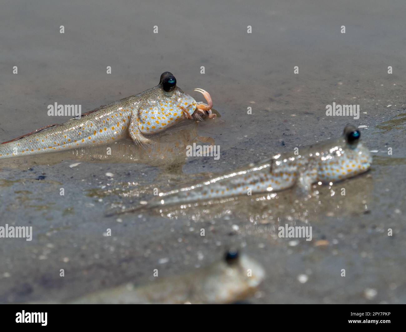 Mudskipper feeding on a little crab in Pulau Ketam, Malaysia Stock ...