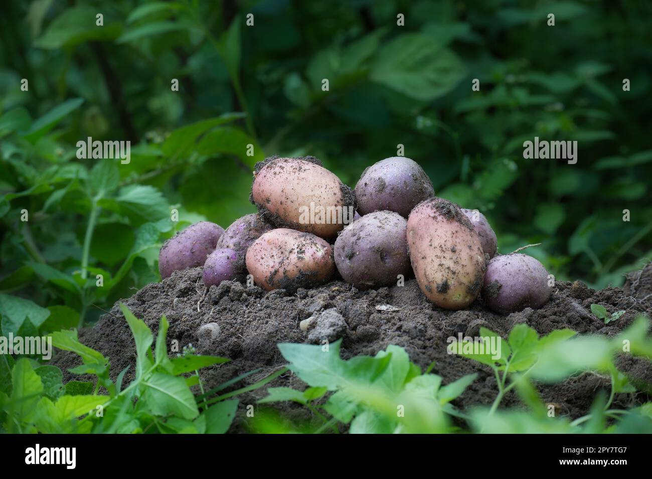 Pile of newly harvested multicolored potatoes Stock Photo - Alamy