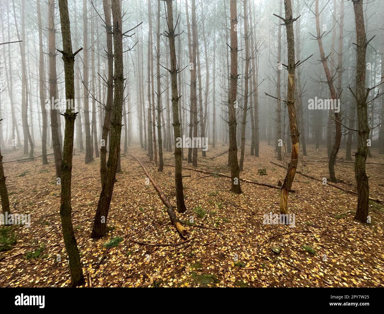 A stunning landscape featuring an array of diverse trees shrouded in a ...