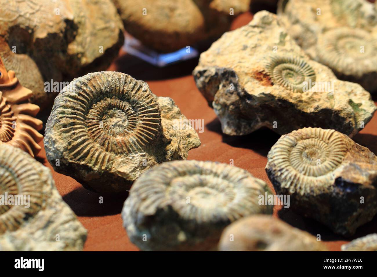 ammonite fossil texture as nice geology background Stock Photo - Alamy