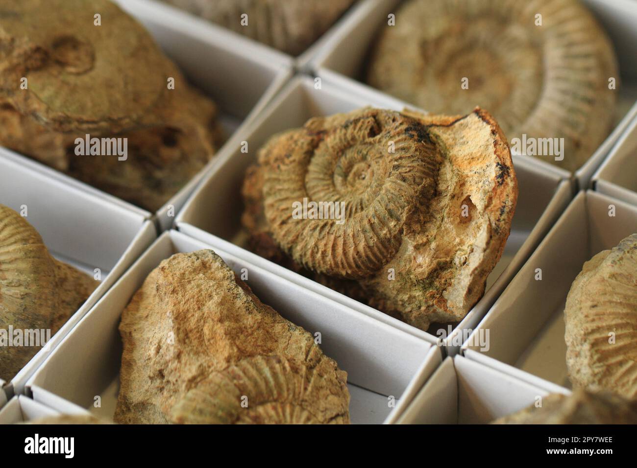 ammonite fossil texture as nice geology background Stock Photo - Alamy