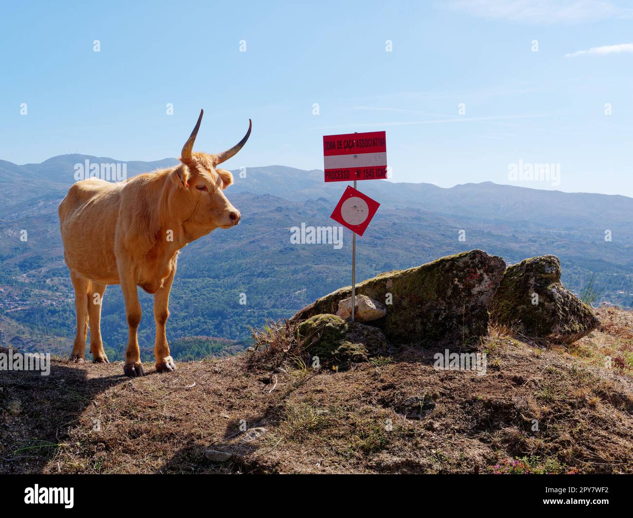 Portrait of a beige cow next to the road. Cattle with a valley in the ...