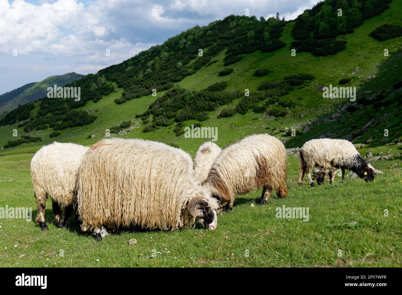 Sheep on a lush green field. Rural lifestyle and animal husbandry ...