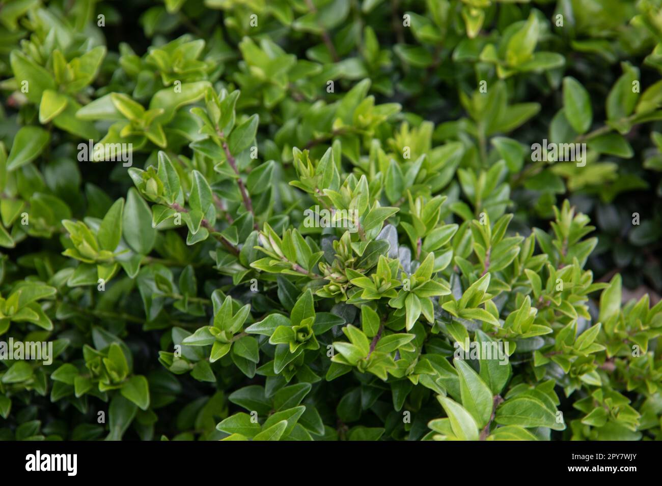 Boxwood front yard hi-res stock photography and images - Alamy