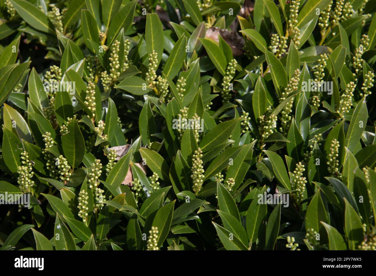 Boxwood front yard hi-res stock photography and images - Alamy