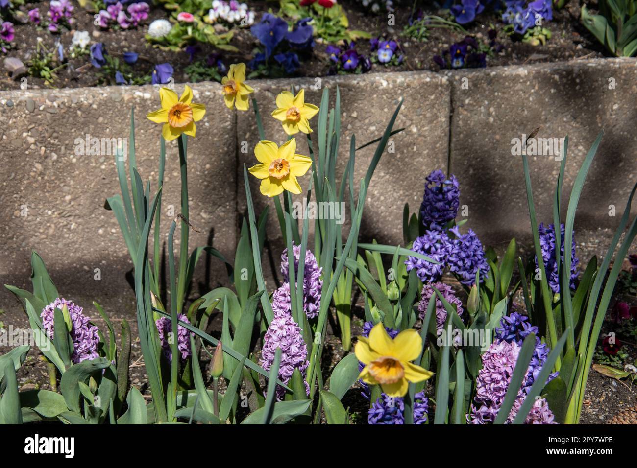 colored flowers in Springs garden Stock Photo - Alamy