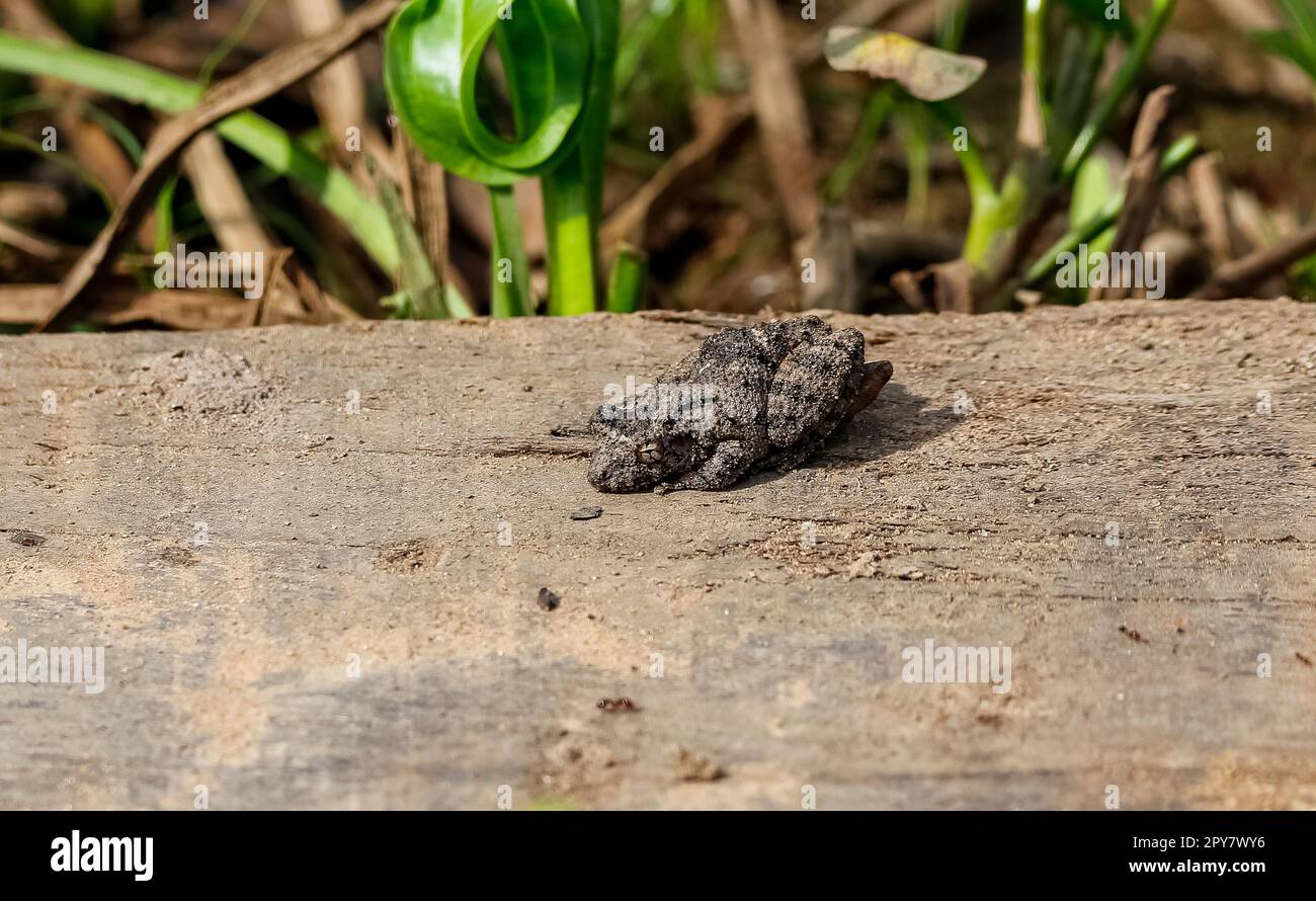 Cute Frog with perfect camouflage on wooden plank, Pantanal Wetlands ...