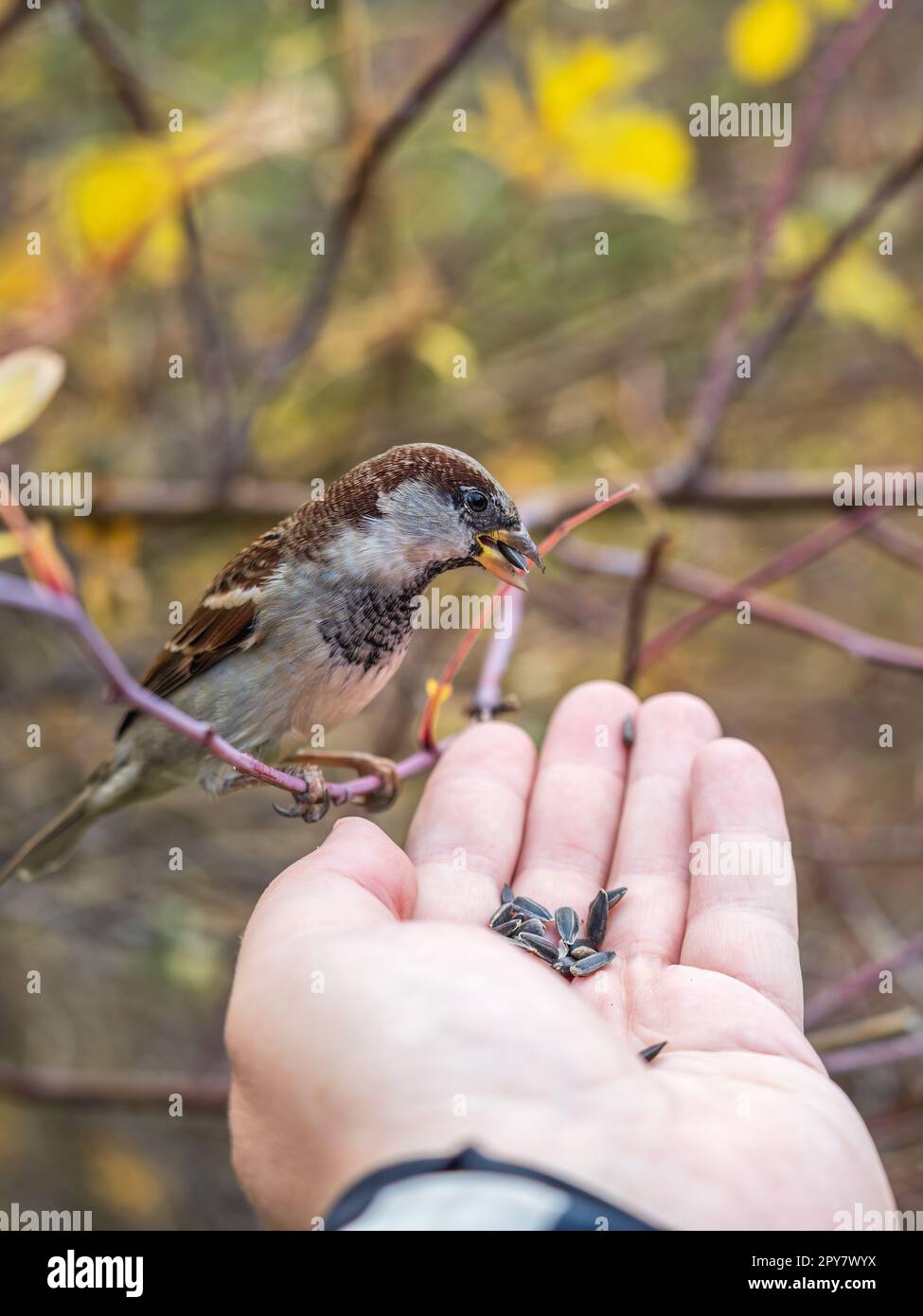 Sparrow eats seeds from a man's hand. A Sparrow bird sitting on the ...
