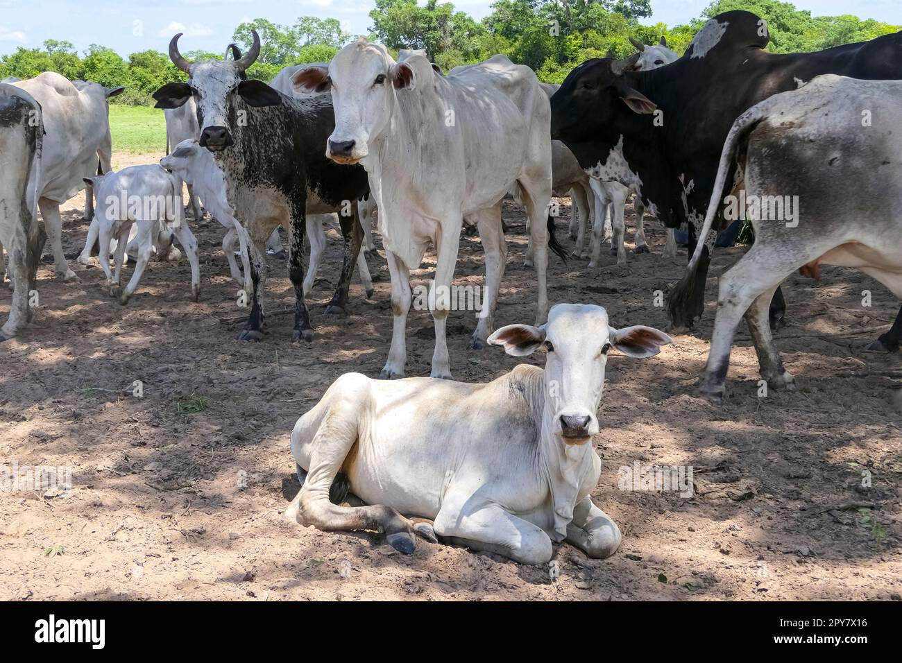 Typical Pantanal cattle resting in shadow, facing camera, Mato Grosso ...