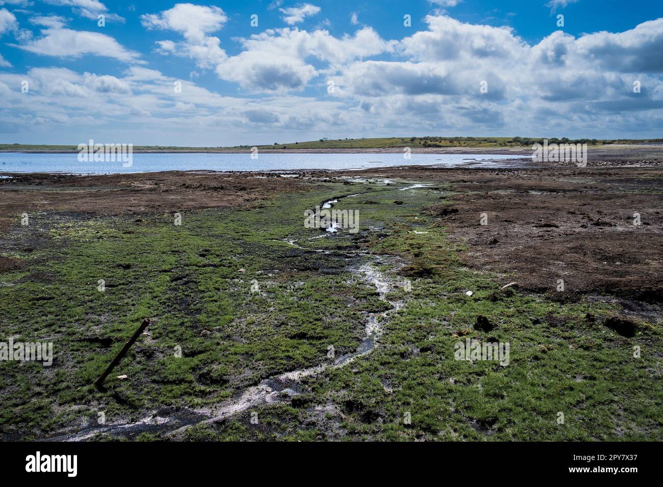 The muddy lake bed exposed by severe drought conditions at Colliford ...