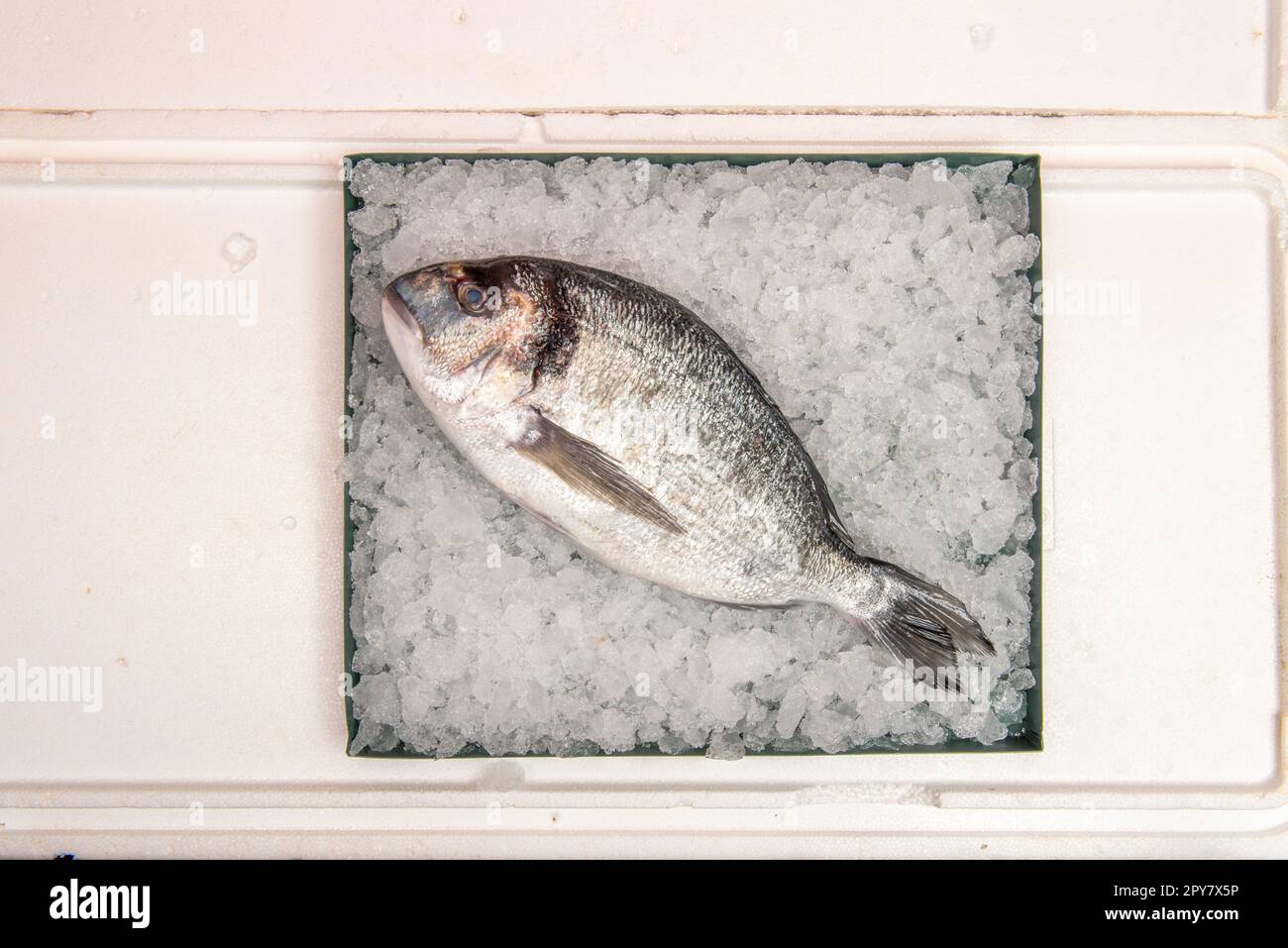 The gilthead bream is a species of perciform fish of the Sparidae ...