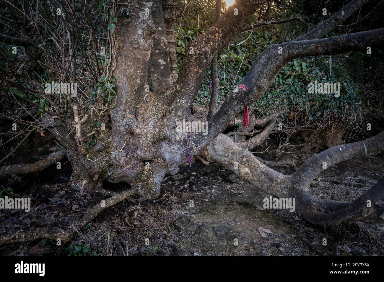 An old tree growing on the banks of the Gannel Estuary at low tide in ...