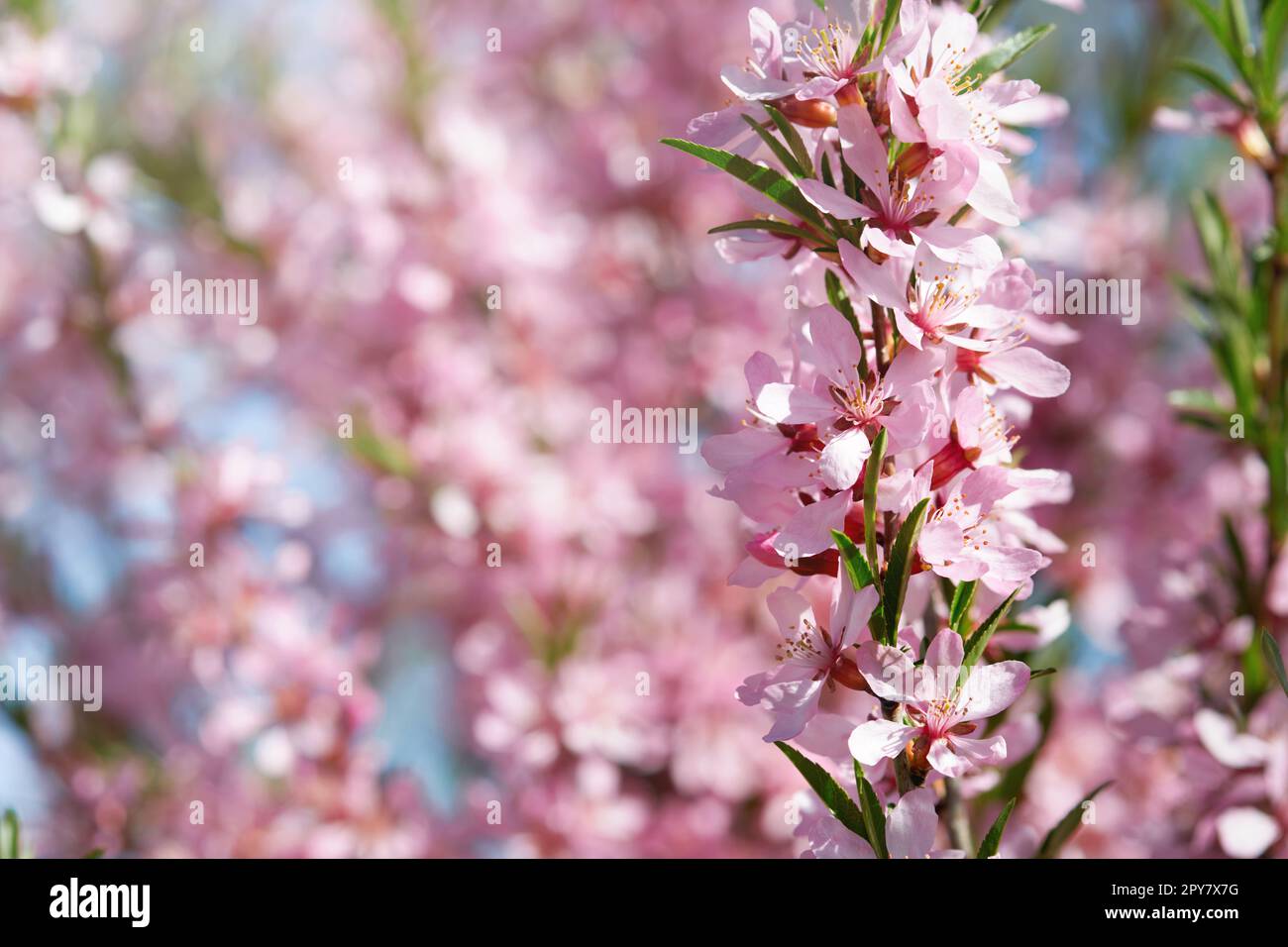 Blooming pink sakura blossom. Spring background of macro almond blossom ...