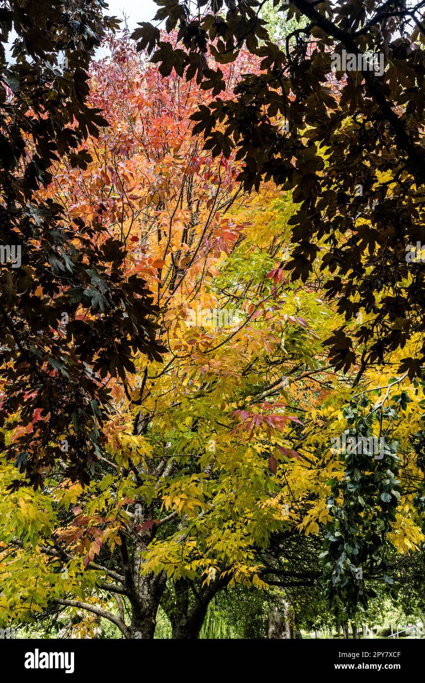 Autumnal foliage on trees in a park in Newquay in Cornwall in the UK ...