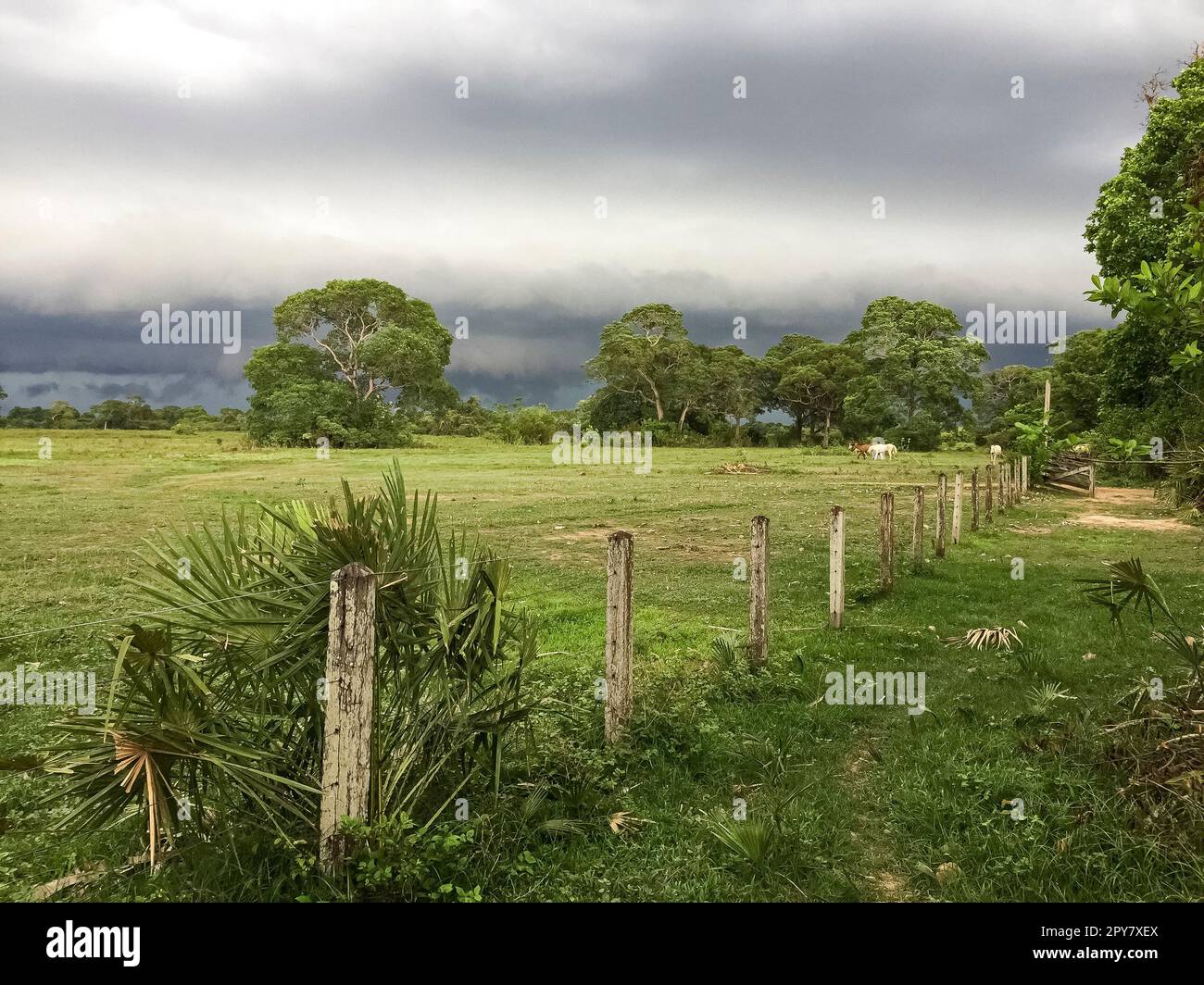 Fenced pasture land with dark clouds in background, Pantanal Wetlands ...
