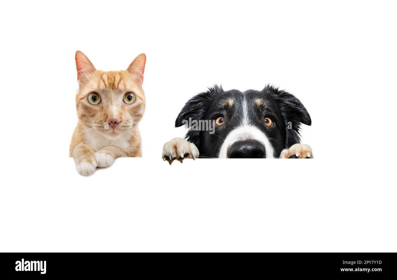 Banner pets. Dog and cat peeking over over and looking at camera ...