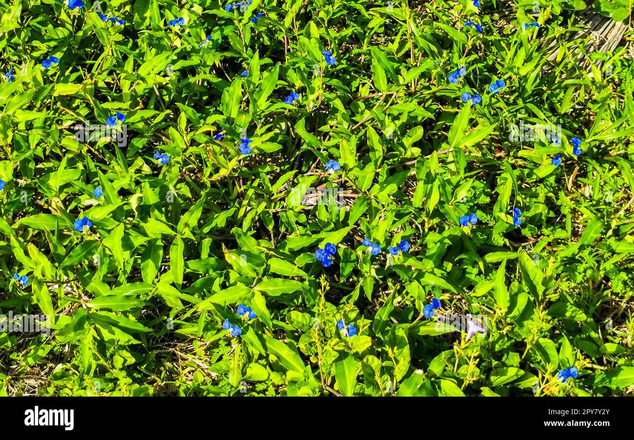 Blue small flowers in green tropical lawn in Tulum Mexico Stock Photo ...